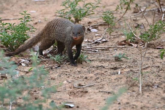 Banded Mongoose Habitat Editorial Stock Photo - Stock Image | Shutterstock