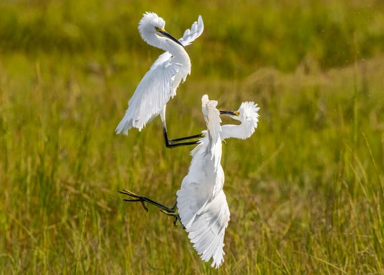 Two Snowy Egrets Embroiled Dramatic Battle Editorial Stock Photo - Stock Image | Shutterstock