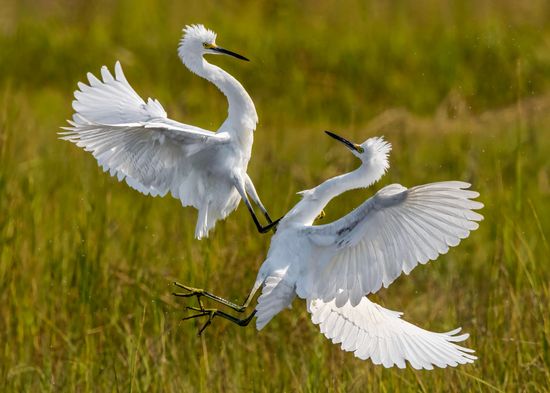 Two Snowy Egrets Embroiled Dramatic Battle Editorial Stock Photo - Stock Image | Shutterstock