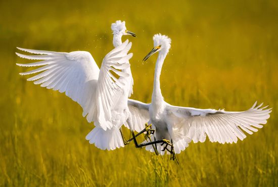 Two Snowy Egrets Embroiled Dramatic Battle Editorial Stock Photo - Stock Image | Shutterstock