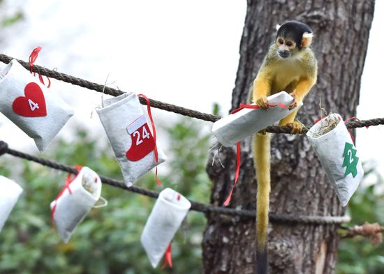 Bolivian Blackcapped Squirrel Monkeys Advent Calendars Editorial Stock ...
