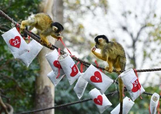 Bolivian Blackcapped Squirrel Monkeys Advent Calendars Editorial Stock ...