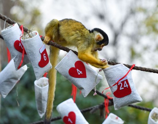 Bolivian Blackcapped Squirrel Monkeys Advent Calendars Editorial Stock ...