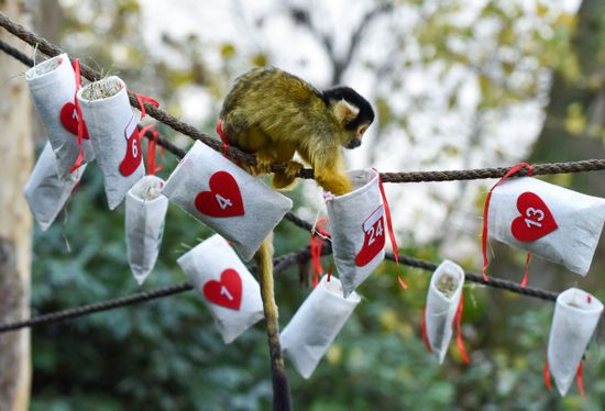 Bolivian Blackcapped Squirrel Monkeys Advent Calendars Editorial Stock ...