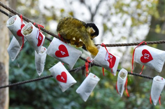 Bolivian Blackcapped Squirrel Monkeys Advent Calendars Editorial Stock ...
