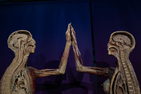 Two Dissected Human Bodies Real Bodies Editorial Stock Photo - Stock ...