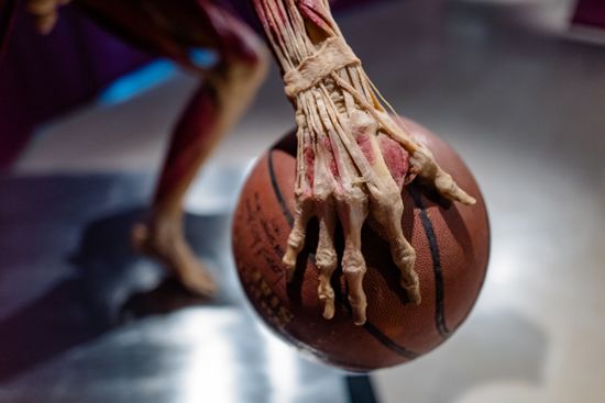 Detail Hand Human Body Real Bodies Editorial Stock Photo - Stock Image ...