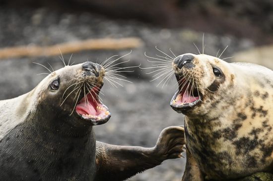 Having Laugh Pair Sea Lions Look Editorial Stock Photo - Stock Image ...
