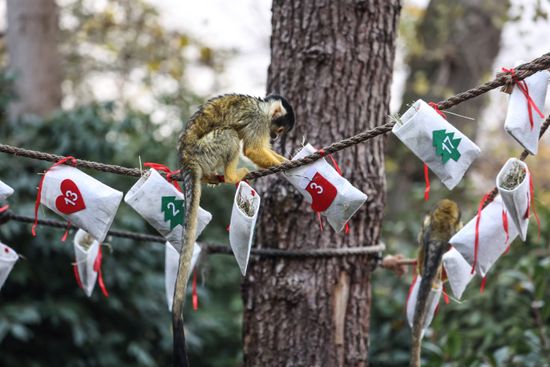 Squirrel Monkey Seen Enjoying Advent Calendar Editorial Stock Photo ...