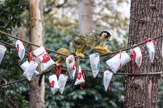 Squirrel Monkey Seen Enjoying Advent Calendar Editorial Stock Photo ...