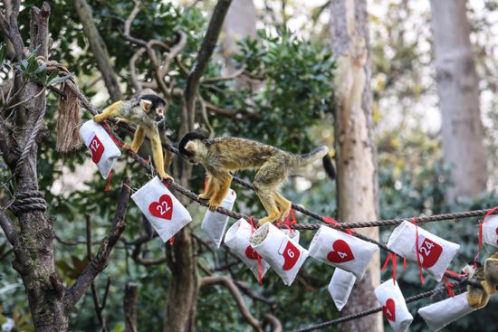 Squirrel Monkeys Seen Enjoying Advent Calendar Editorial Stock Photo ...