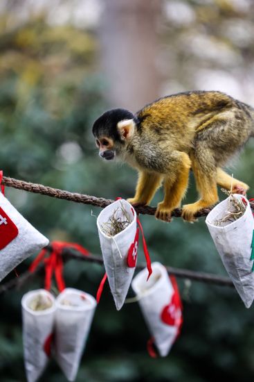 Squirrel Monkey Seen Enjoying Advent Calendar Editorial Stock Photo ...
