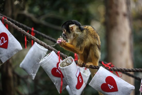 Squirrel Monkey Seen Enjoying Advent Calendar Editorial Stock Photo ...