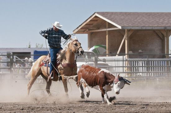 Team Steer Roping Siksika Nation Rodeo Editorial Stock Photo - Stock ...