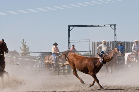 Team Steer Roping Siksika Nation Rodeo Editorial Stock Photo - Stock ...
