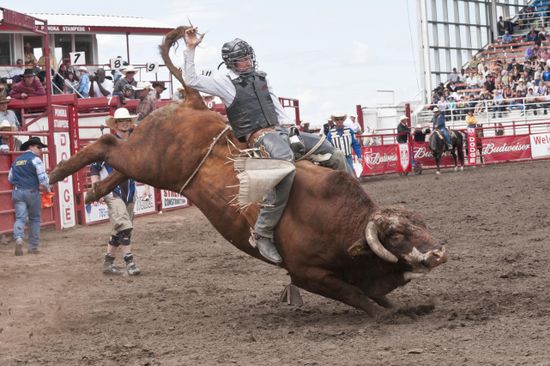 Cowboy Bull Riding Rodeo Ponoka Stampede Editorial Stock Photo - Stock ...