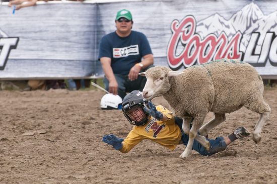 Mutton Busting Event Children Riding Sheep Editorial Stock Photo ...