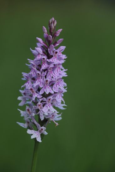 Fox Common Spotted Orchid Dactylorhiza Fuchsii Editorial Stock Photo ...