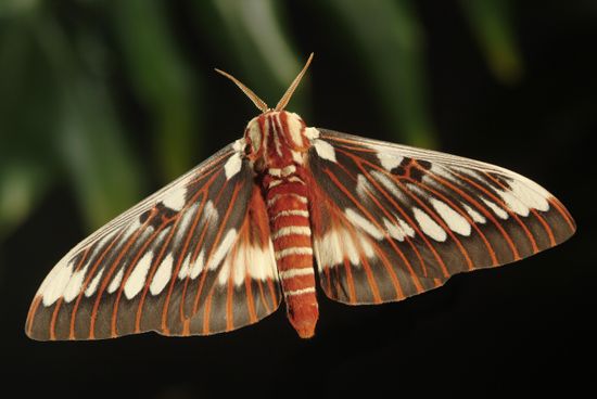 Silk Moth Citheronia Splendens Male Arizona Editorial Stock Photo ...