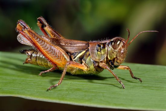 Ecu Grasshopper Redlegged Locust Melanoplus Femurrubrum Editorial Stock ...