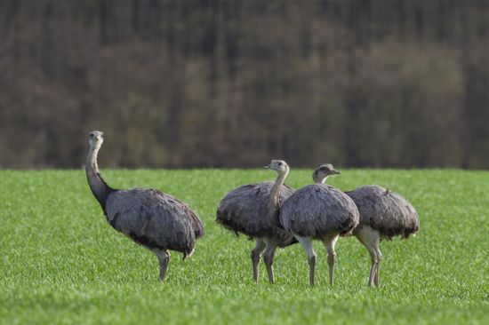 Greater Rhea Rhea Americana Flock Field Editorial Stock Photo - Stock ...