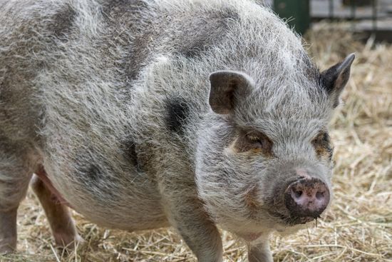 Vietnamese Potbellied Pig Lon Pig Vietnamese Editorial Stock Photo ...