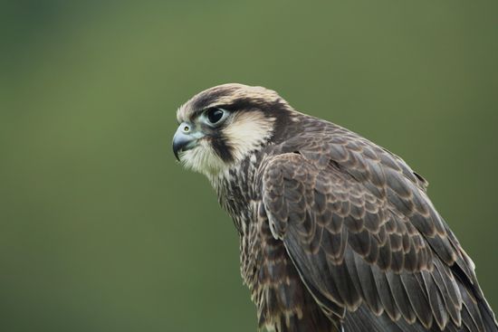 Lanner Falcon Falco Biarmicus Portrait Captive Editorial Stock Photo - Stock Image | Shutterstock