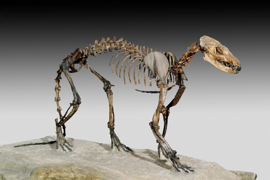 Bear Dog Daphoenus Felinus Skeleton Middle Editorial Stock Photo ...