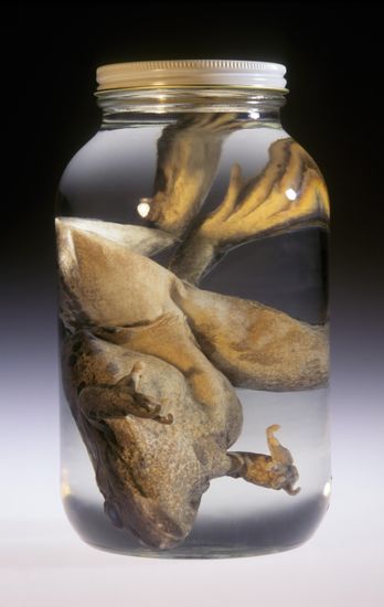 Preserved Bull Frog Editorial Stock Photo - Stock Image | Shutterstock