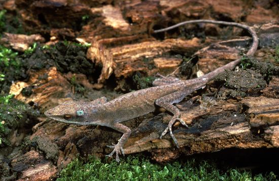 Carolina Anole Anolis Carolinensis Changing Colors Editorial Stock ...