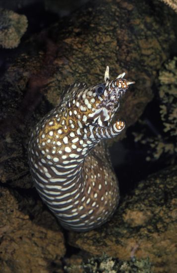 Dragon Moray Eel Muraena Pardalis Editorial Stock Photo - Stock Image ...