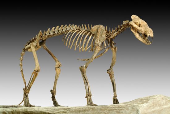 Daphoenodon Superbus Beardog Early Miocene Nebraska Editorial Stock ...