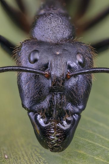 Giant Forest Ant Camponotus Gigas Borneo Editorial Stock Photo - Stock ...