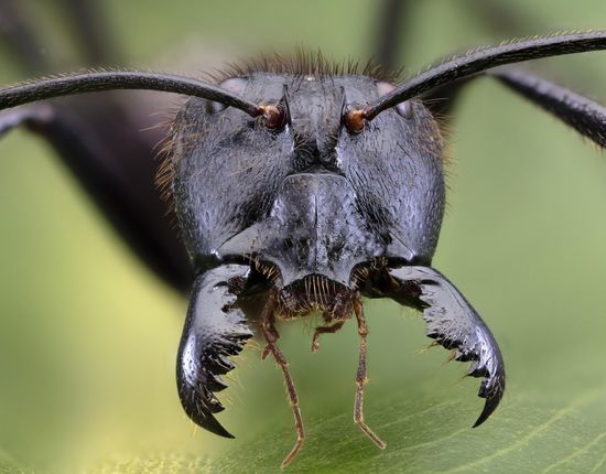 Giant Forest Ant Camponotus Gigas Borneo Editorial Stock Photo - Stock ...