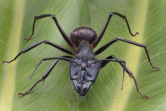 Giant Forest Ant Camponotus Gigas Borneo Editorial Stock Photo - Stock ...