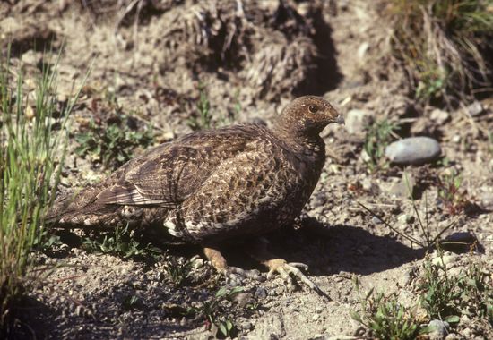 Ruffed Grouse Bonasa Umbellus Olympics Washington Editorial Stock Photo ...