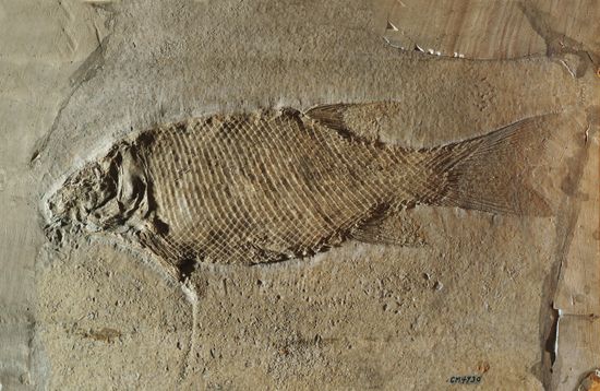 Primative Fossil Fish Lepidotus Ovatus Late Editorial Stock Photo ...