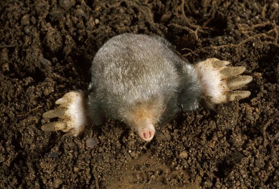 Eastern Mole Scalopus Aquaticus Editorial Stock Photo - Stock Image ...