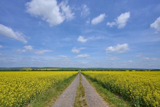 Gravel Path Rape Field Blossom Clouds Editorial Stock Photo - Stock ...