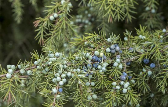 Common Juniper Juniperus Communis Juniper Bush Editorial Stock Photo ...