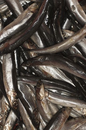 Anchovies European Anchovy Engraulis Encrasicolus Anchovies Editorial ...