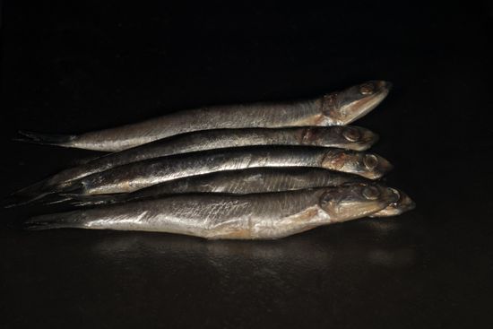 Anchovies European Anchovy Engraulis Encrasicolus Anchovies Editorial ...