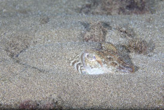Common Cuttlefish Sepia Officinalis Hiding Sand Editorial Stock Photo ...