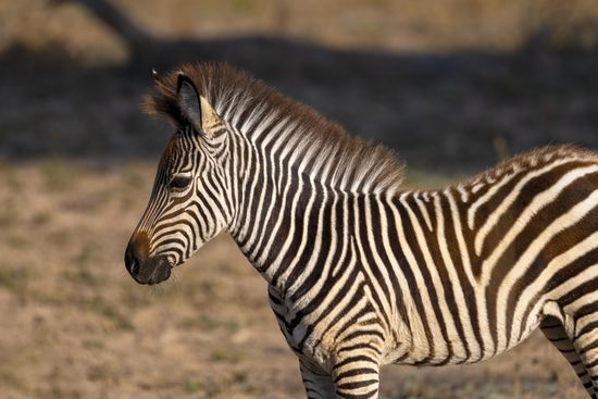 Plains Zebra Subspecies Crawshays Zebra Equus Editorial Stock Photo ...