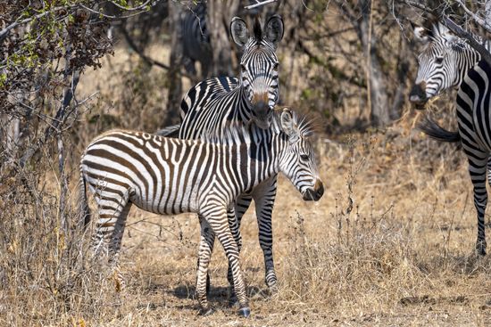 Plains Zebra Subspecies Crawshays Zebra Equus Editorial Stock Photo ...