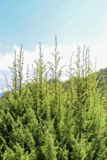 Unique Photo Bright Tender Offshoot Tree Editorial Stock Photo - Stock ...