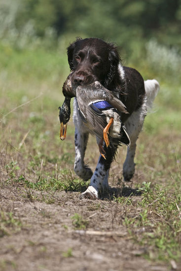Small Munsterlander Retrieving Duck Editorial Stock Photo - Stock Image ...