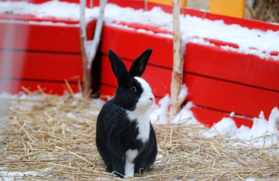 Rabbit On Display Esplanade Park Christmas Editorial Stock Photo ...