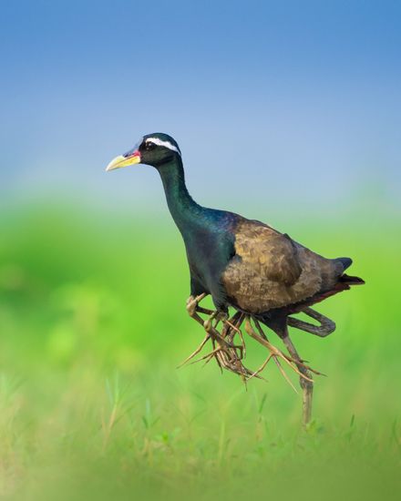 Bird Appears Scuttle Away On Six Editorial Stock Photo - Stock Image ...