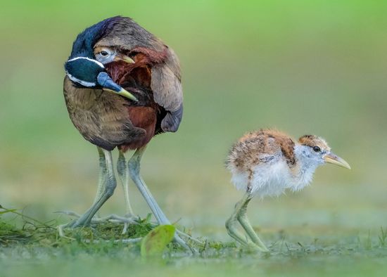 Bird Appears Scuttle Away On Six Editorial Stock Photo - Stock Image ...
